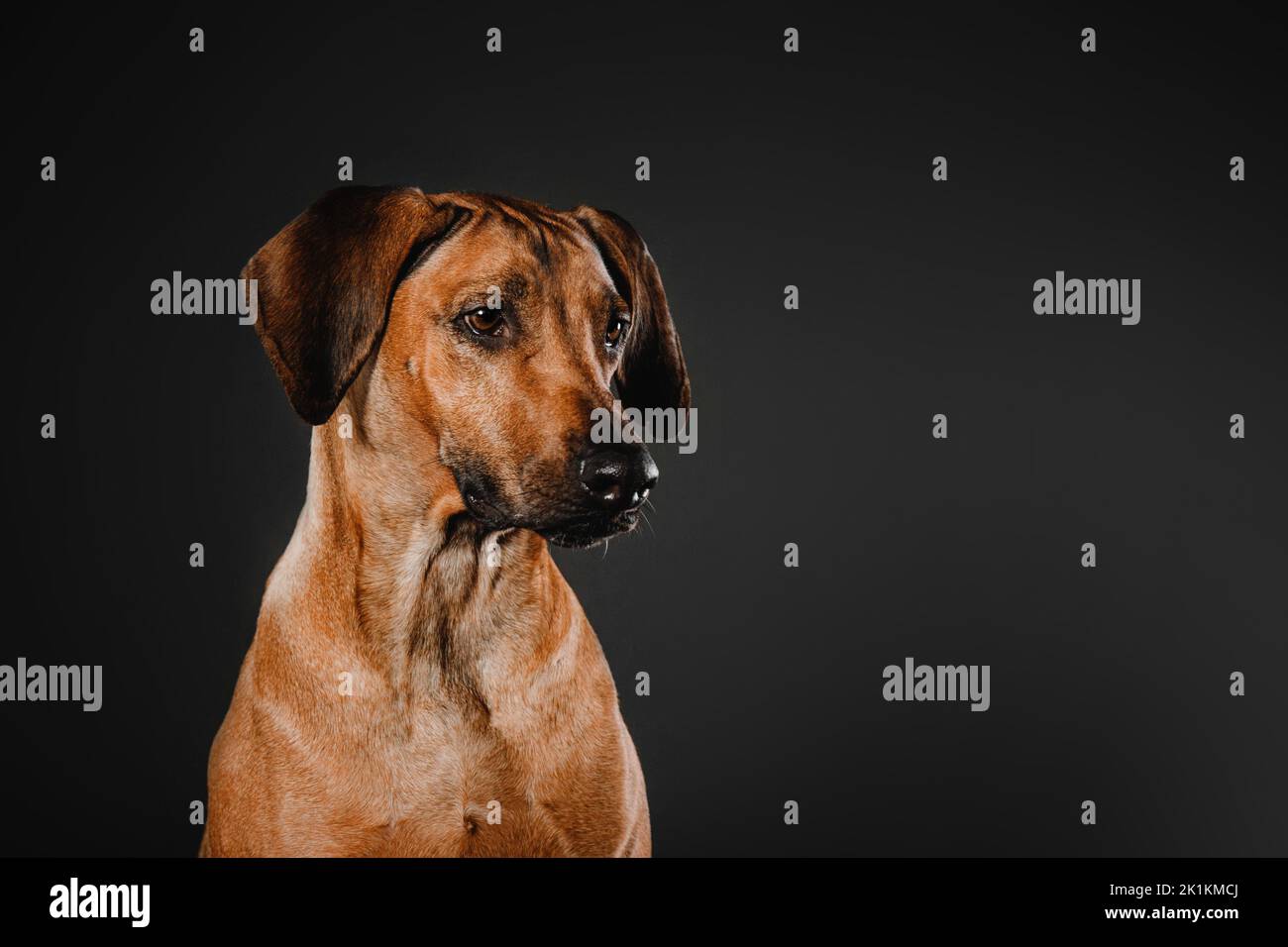 Beautiful Rhodesian Ridgeback dog portrait on a black background Stock ...
