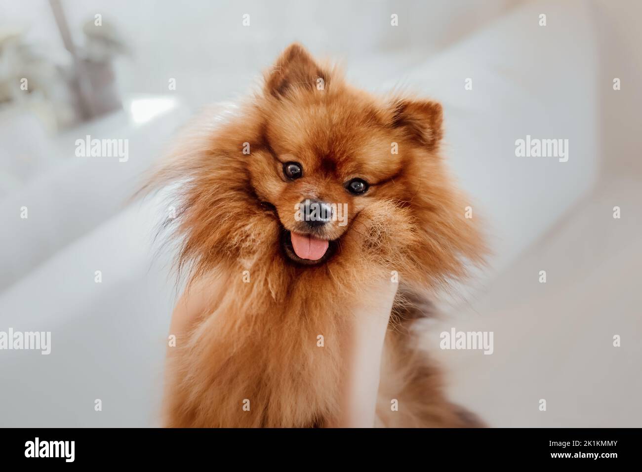 Cute Pomeranian spitz dog breed at home Stock Photo - Alamy