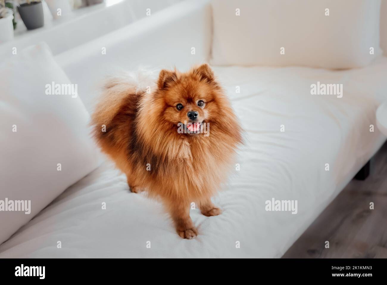 Cute Pomeranian spitz dog breed at home Stock Photo - Alamy