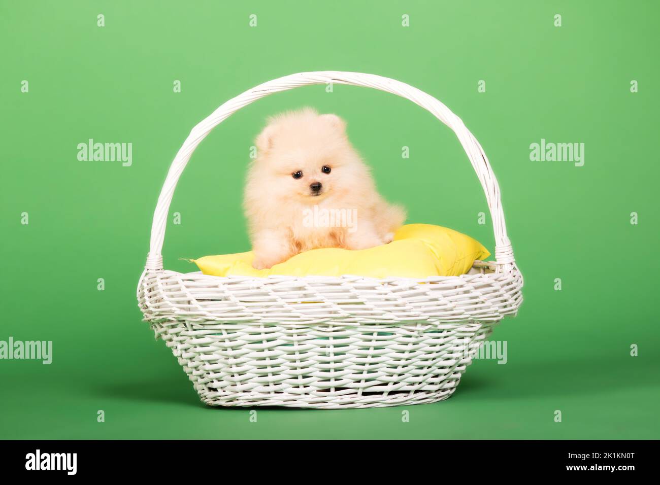 Pomeranian puppy on a green background Stock Photo - Alamy
