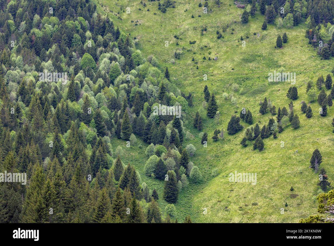 Montagnes pine trees hi-res stock photography and images - Alamy
