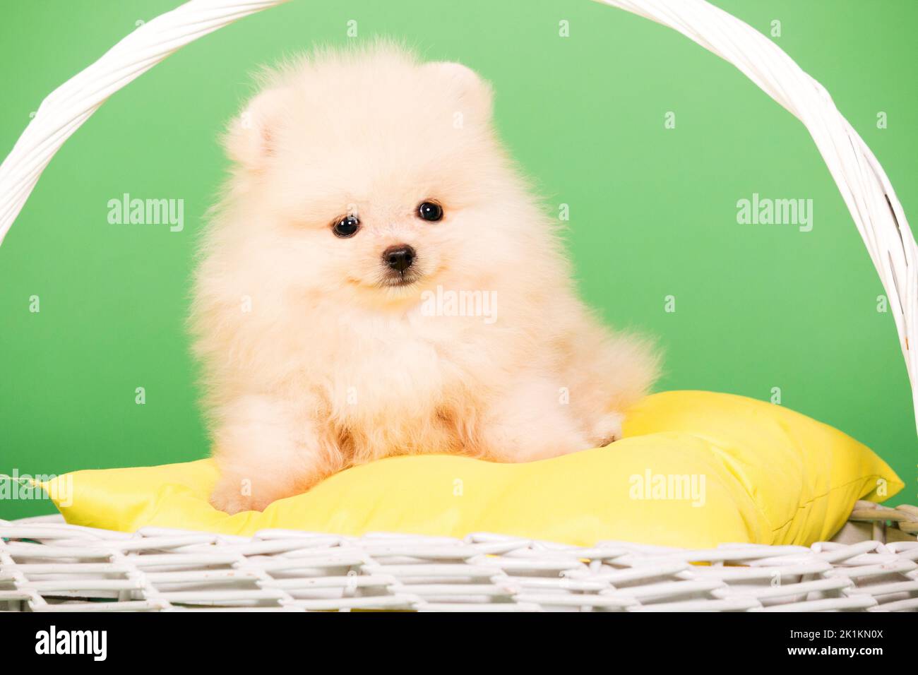Pomeranian puppy on a green background Stock Photo - Alamy