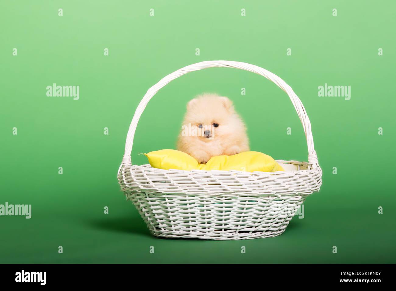 Pomeranian puppy on a green background Stock Photo - Alamy