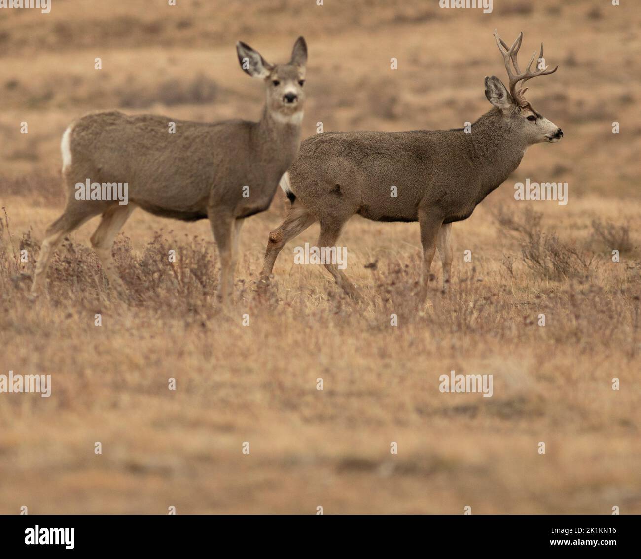 Mule deer pair during the rut in Montana with copy space below Stock ...