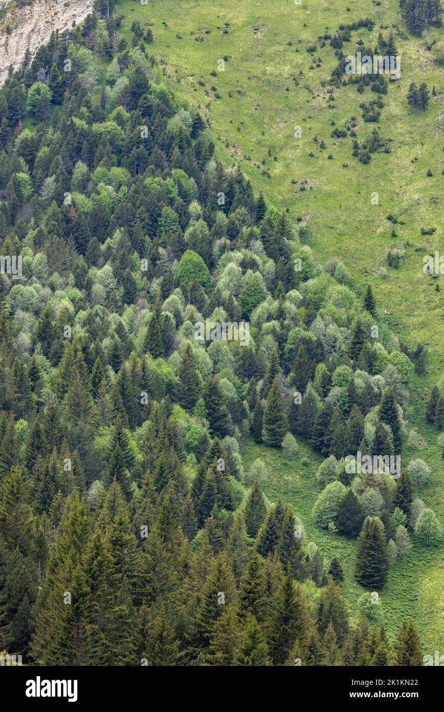 Montagnes pine trees hi-res stock photography and images - Alamy