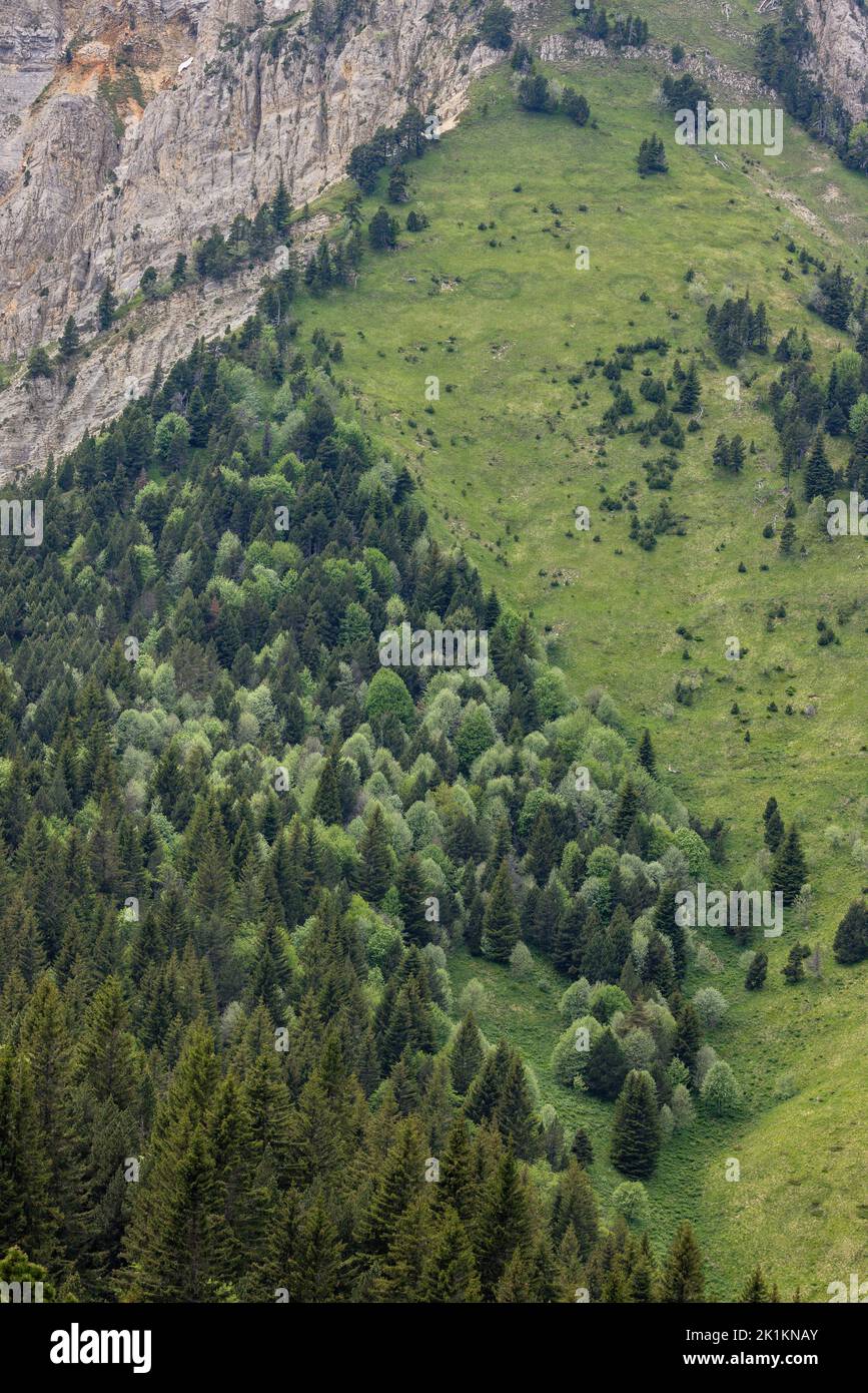 Mixed montane woodland, with Mountain Pine, Silver Fir, maples ...