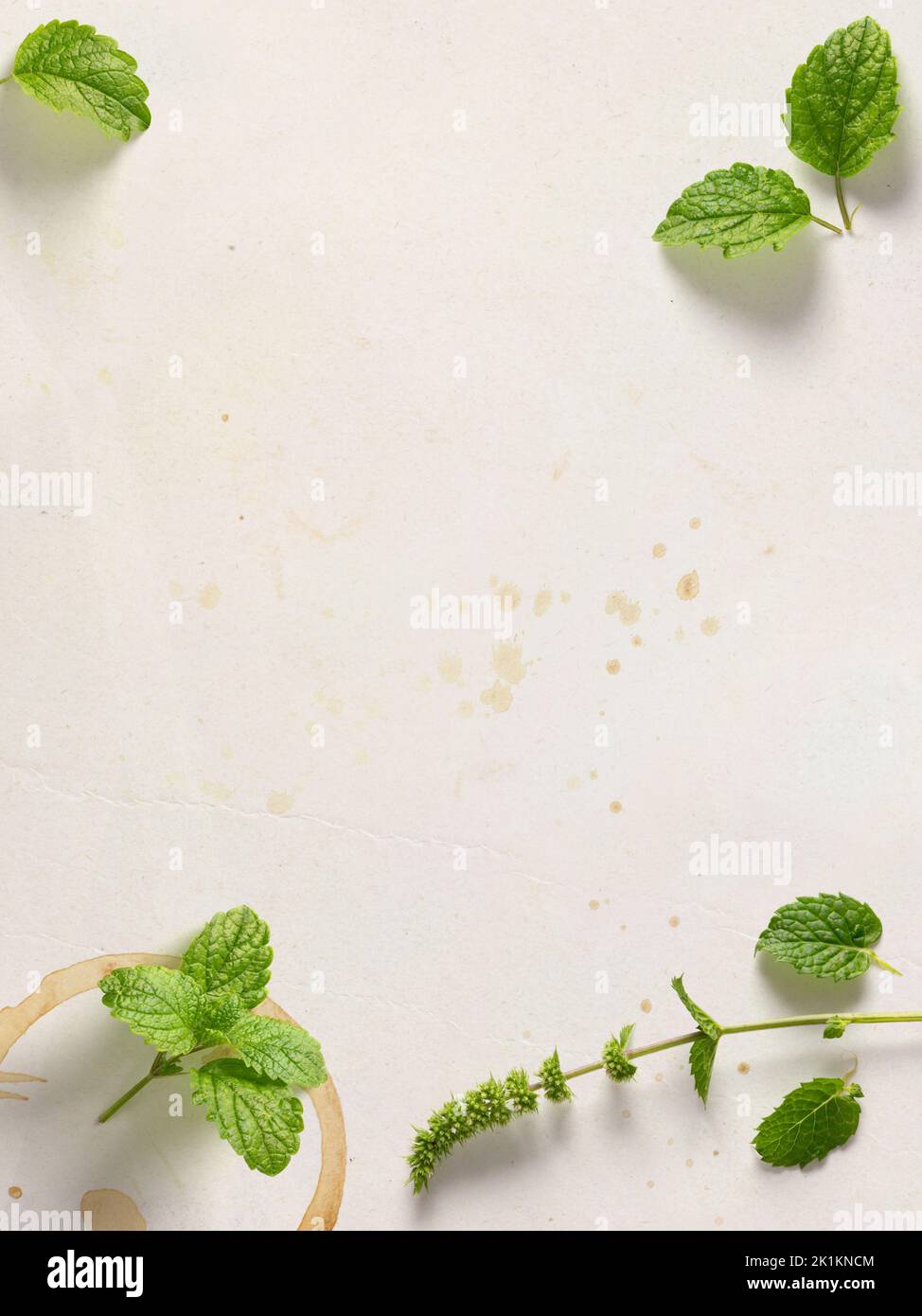 Art fresh leaves herb mint on paper; Food banner background Stock Photo ...