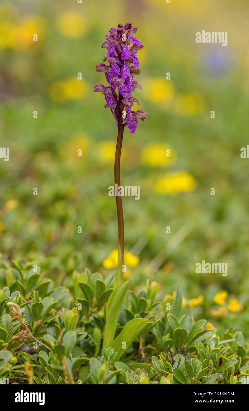 Orchis spitzellii hi-res stock photography and images - Alamy