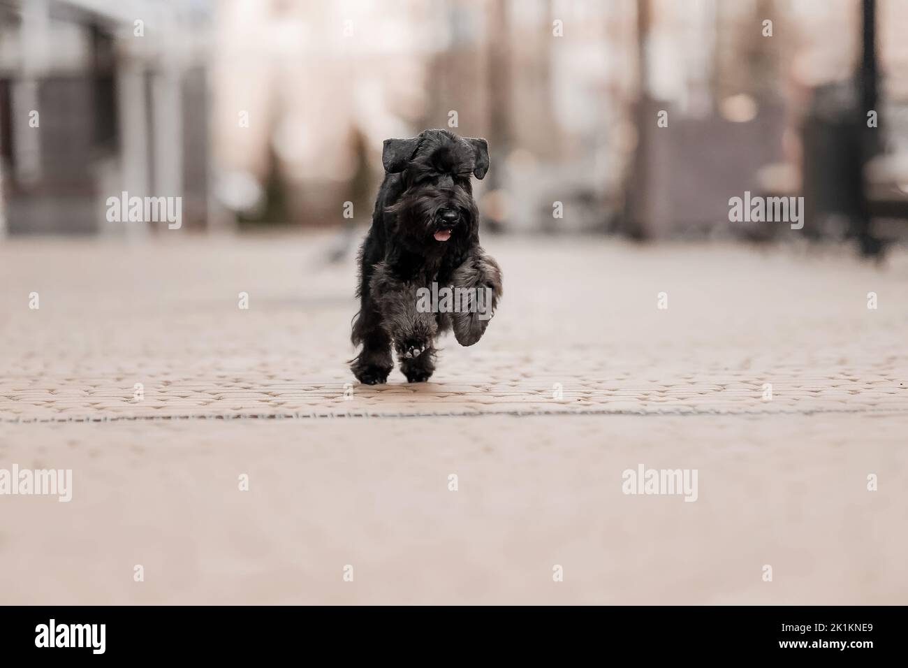 Jumping miniature schnauzer hi-res stock photography and images - Alamy