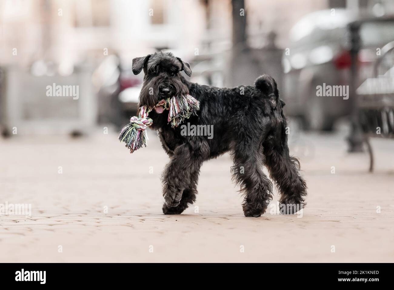 The Miniature Schnauzer dog at the old city Stock Photo - Alamy