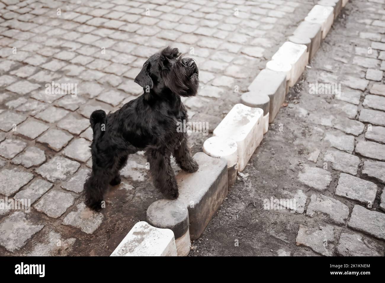 The Miniature Schnauzer dog at the old city Stock Photo - Alamy