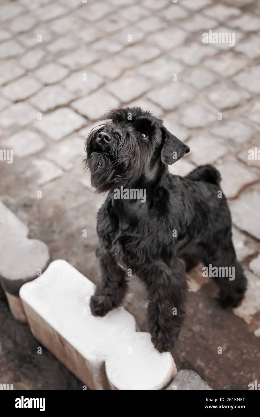 The Miniature Schnauzer dog at the old city Stock Photo - Alamy