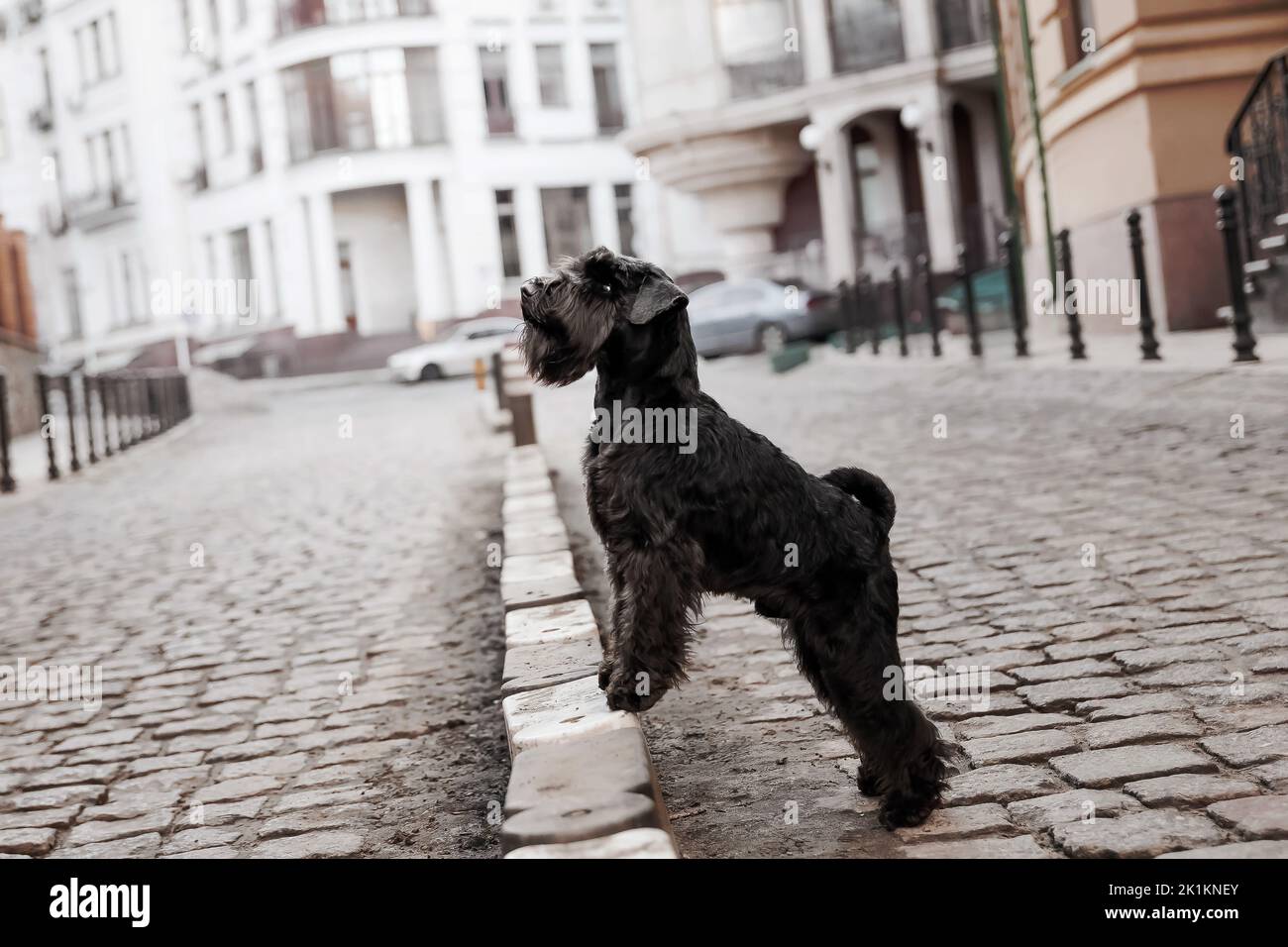 Jumping miniature schnauzer hi-res stock photography and images - Alamy