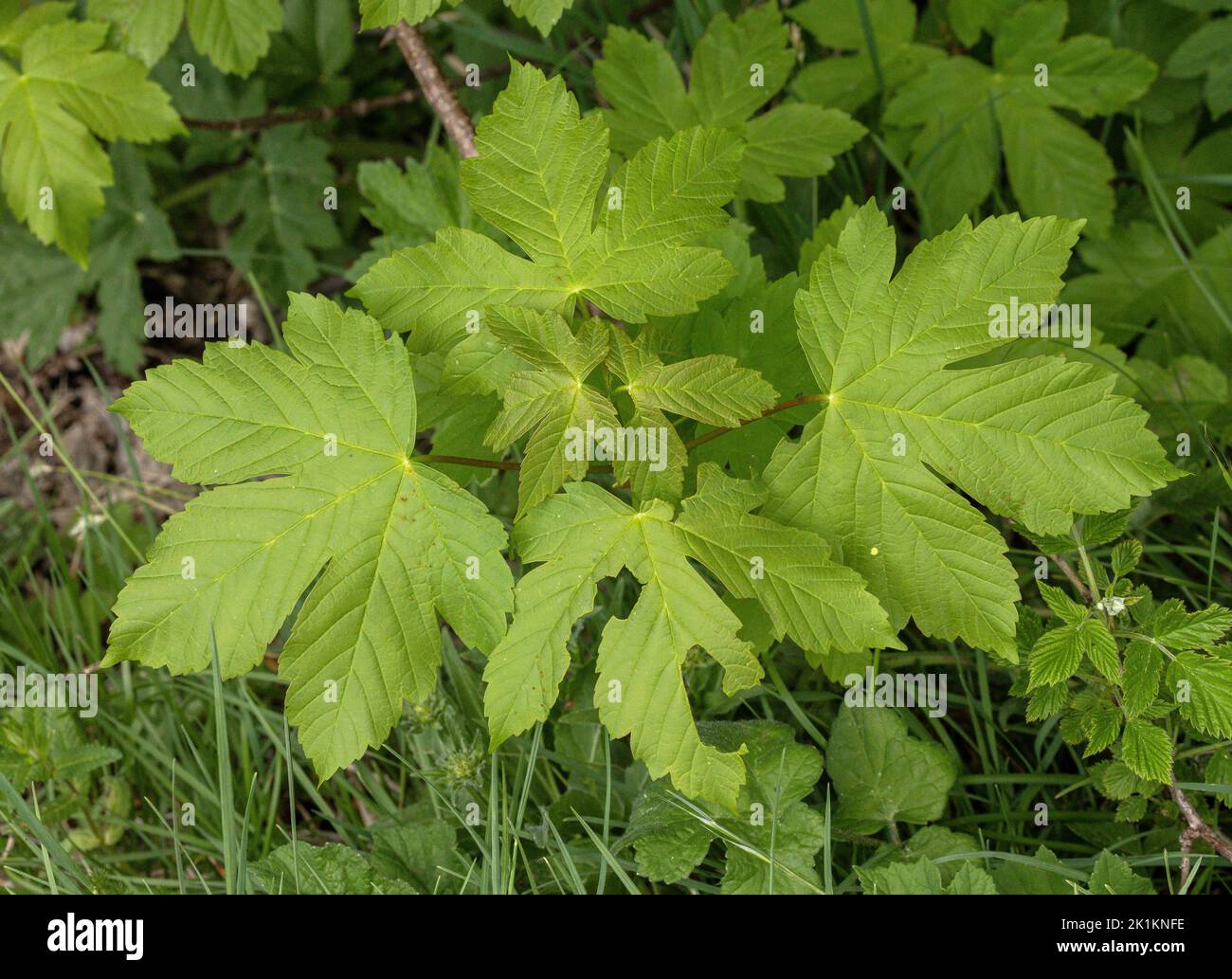 Leaves of Italian Maple, Acer opalus subsp. opalus Stock Photo - Alamy