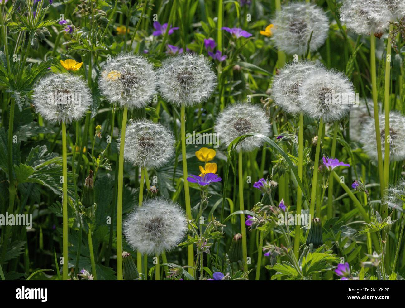 Mountain hay meadow, with Wood Cranesbill, Dandelions and Meadow ...