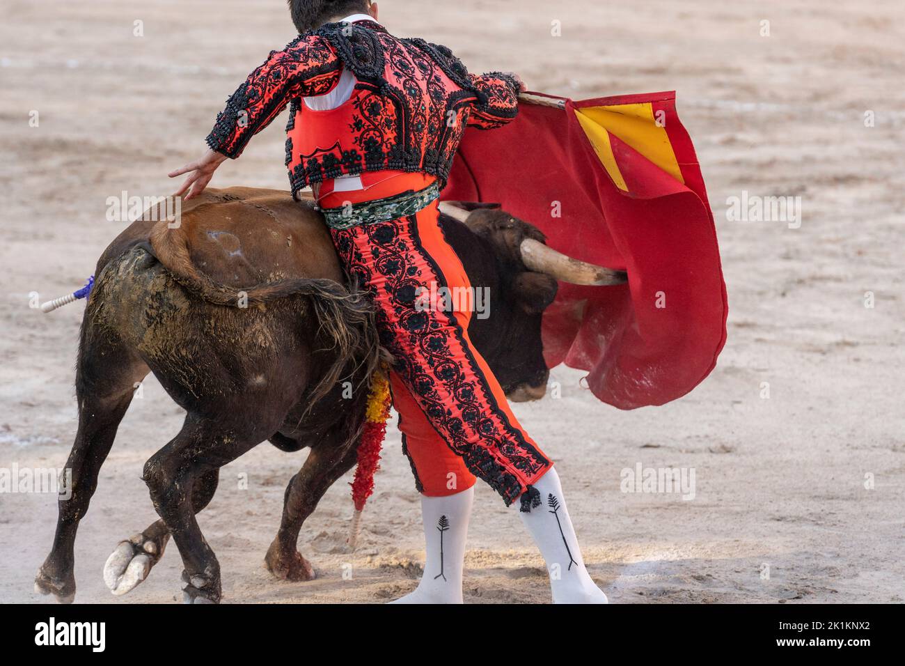 bullfighter capping a steer, heifer bullfight, Inca, Majorca, Balearic ...