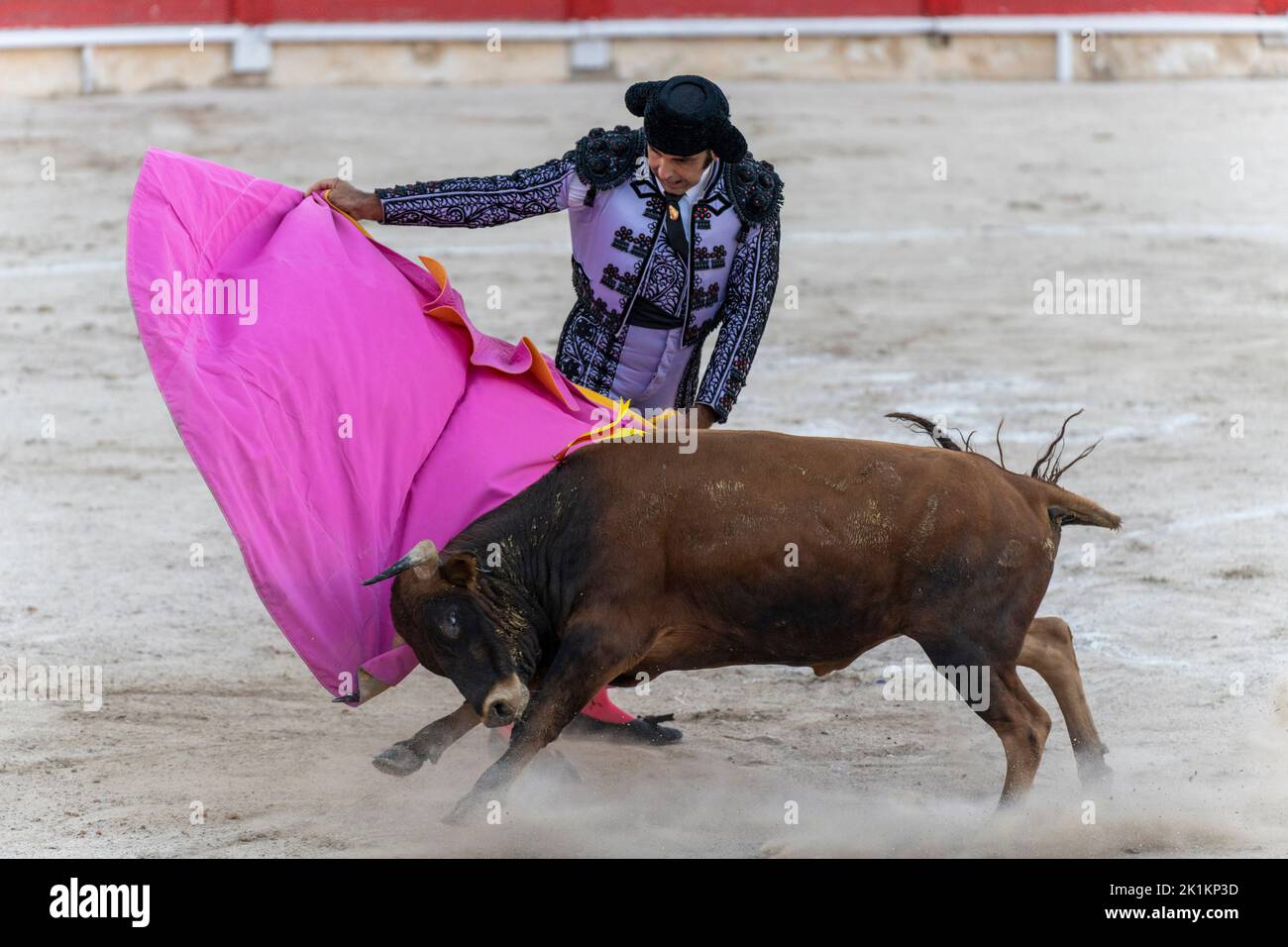 bullfighter capping a steer, heifer bullfight, Inca, Majorca, Balearic ...