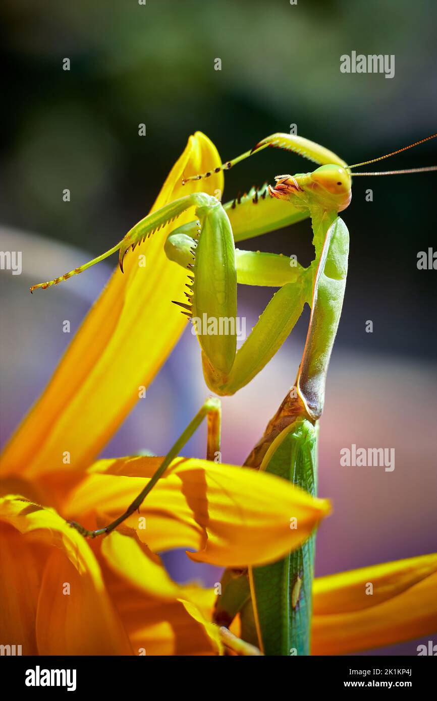 Mantis on flowers close-up, shallow depth of field, macro Stock Photo ...