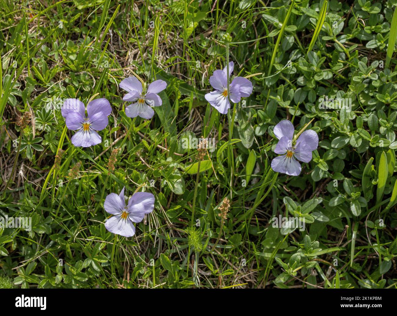 Pale form of Long-spurred Pansy, Viola calcarata in limestone grassland ...