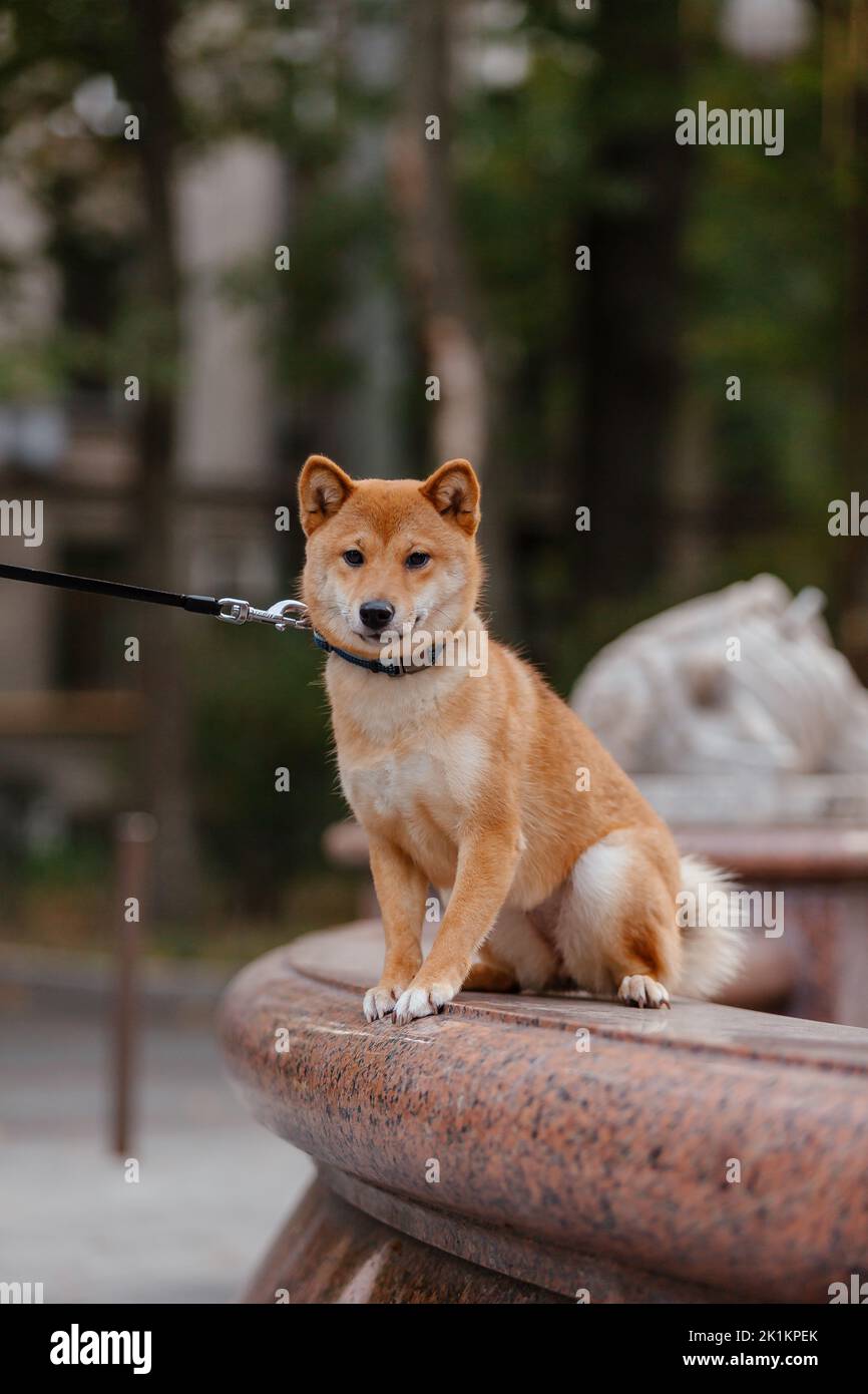 Shiba inu dog outdoor. Animal themes. Dog walking. Pet outdoor Stock ...