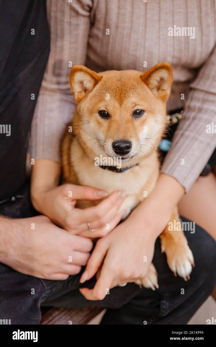 Shiba inu dog outdoor. Animal themes. Dog walking. Pet outdoor Stock ...