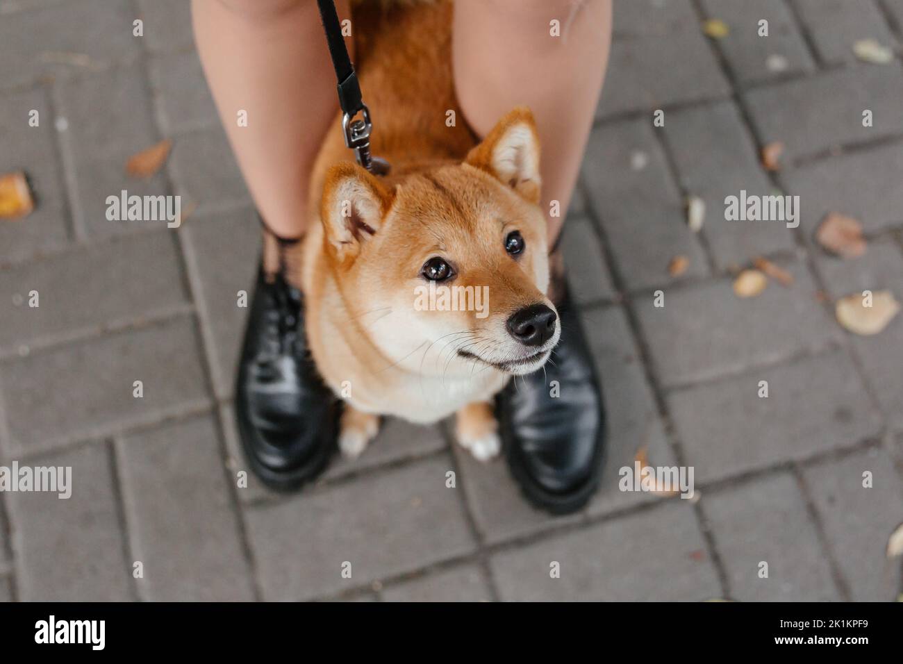 Shiba inu dog outdoor. Animal themes. Dog walking. Pet outdoor Stock ...