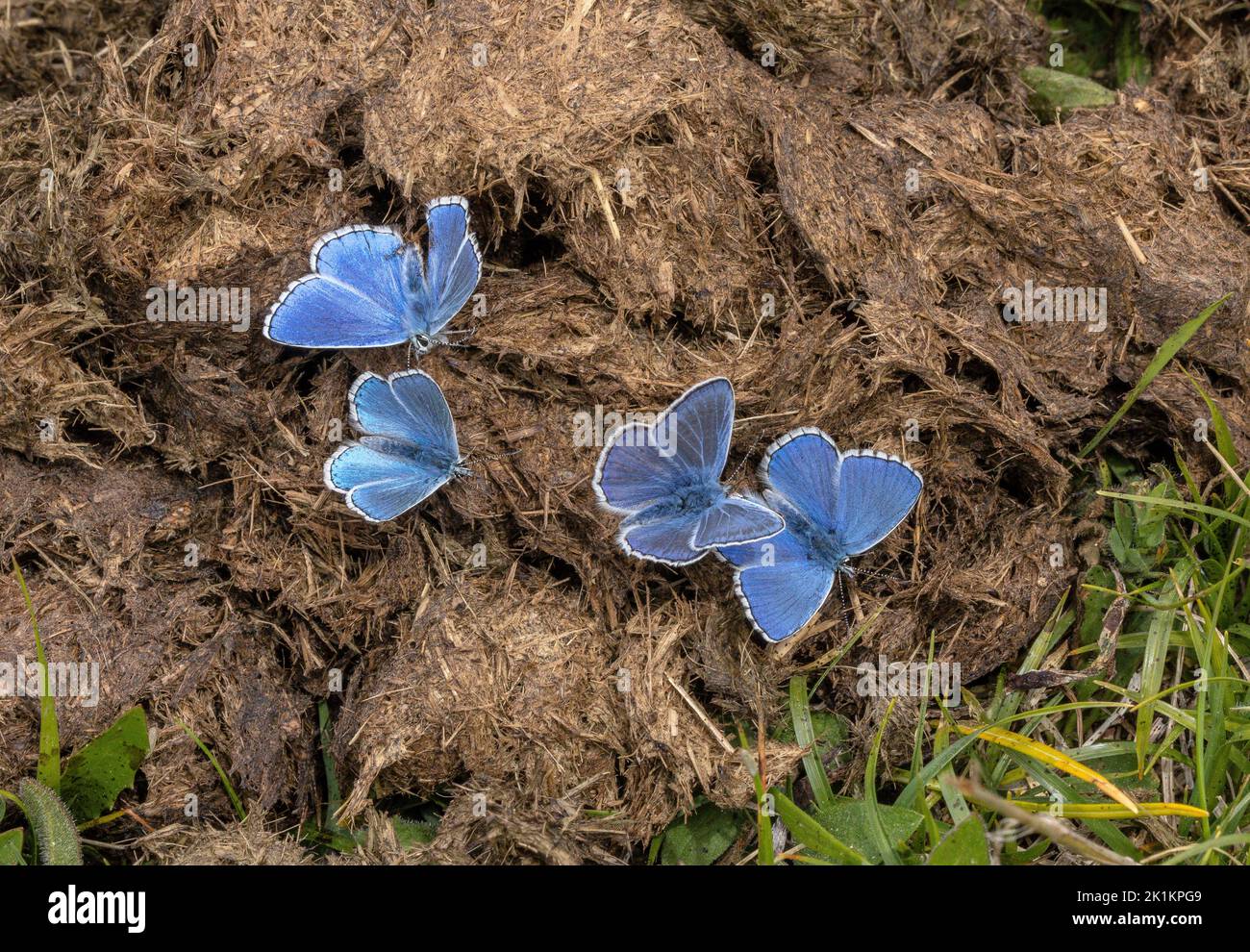 Butterflies feeding on cow manure in the Vercors Mountains, France ...