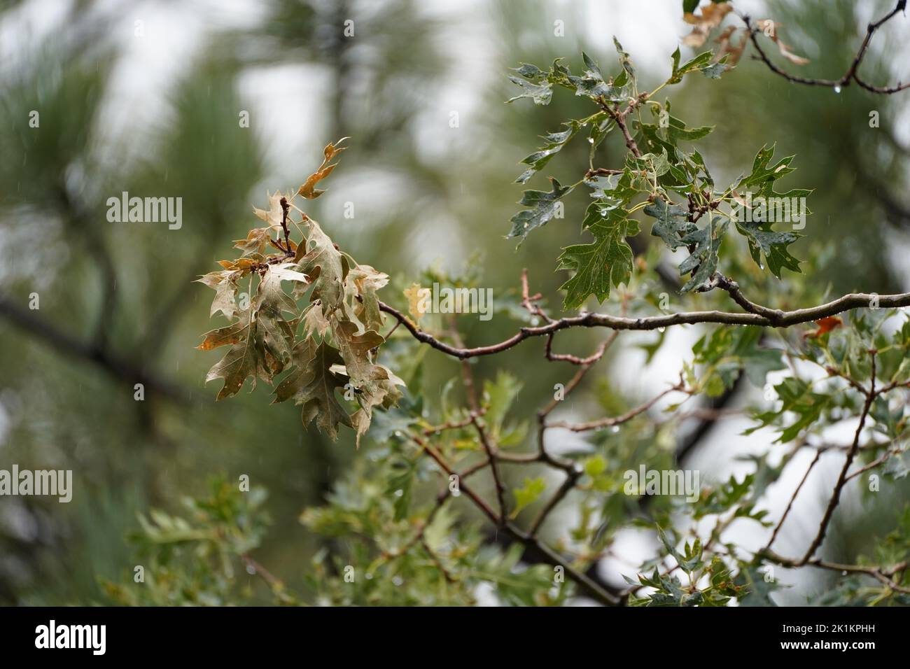 A branch of a Quercus tree in macro Stock Photo - Alamy