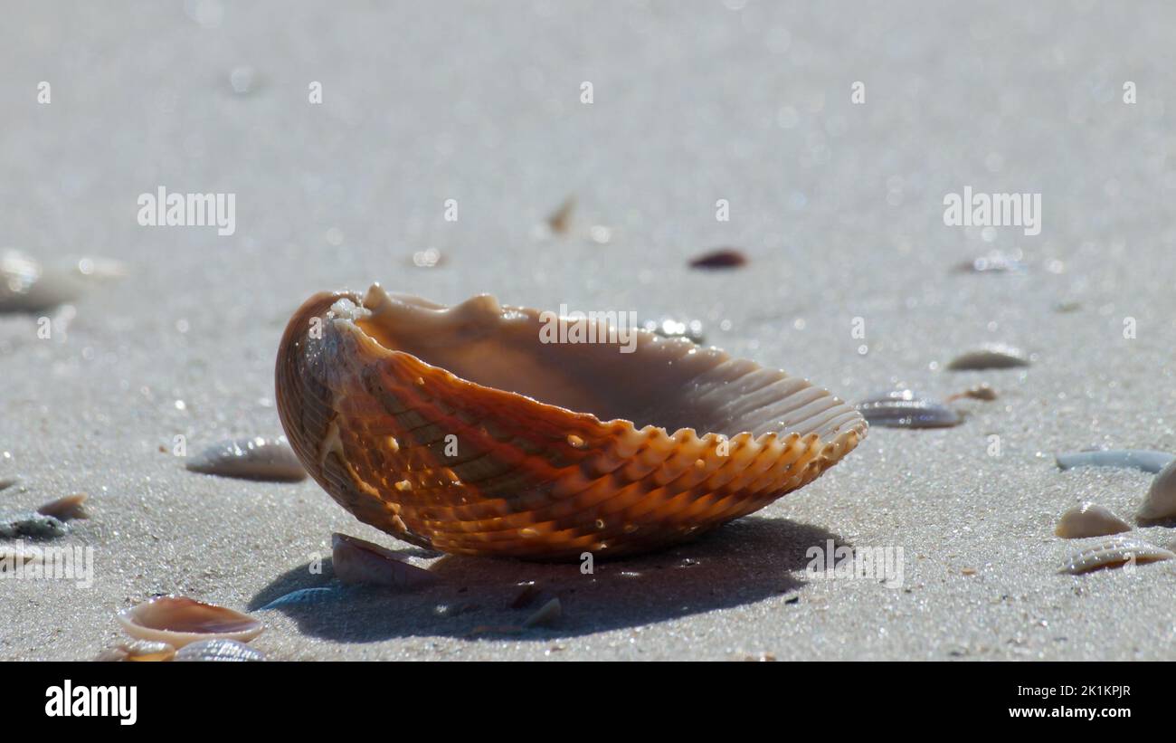 Jingle shell hi-res stock photography and images - Alamy
