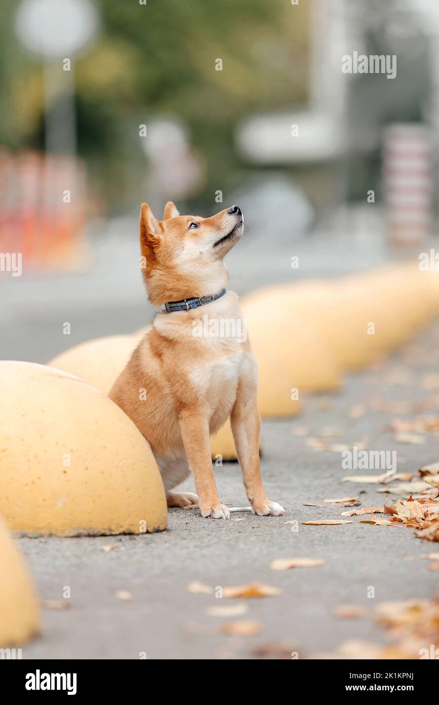 Shiba inu dog outdoor. Animal themes. Dog walking. Pet outdoor Stock ...