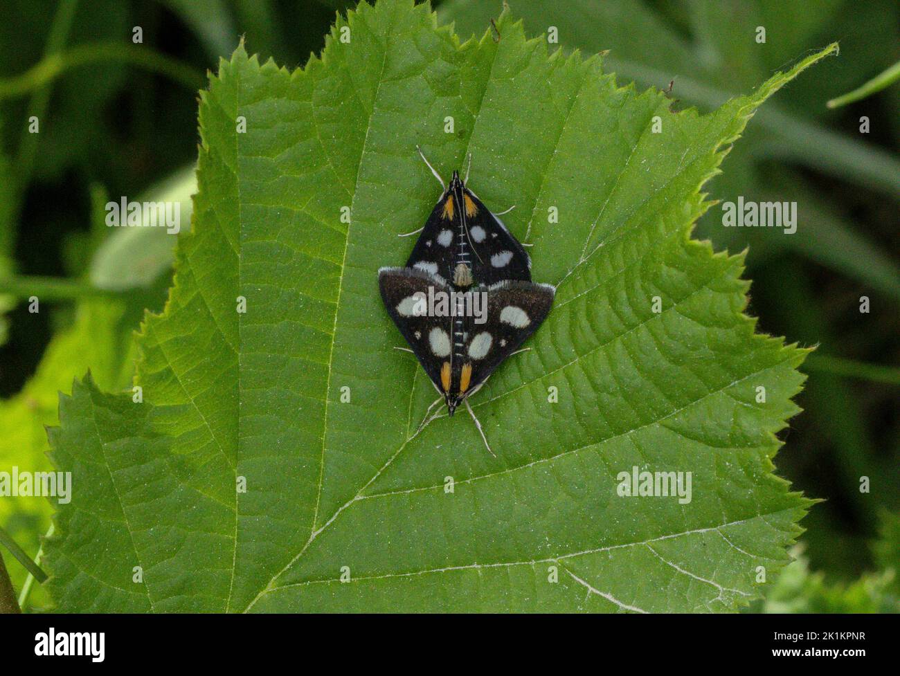 Mating pair of White-spotted Sable, Anania funebris moths Stock Photo ...