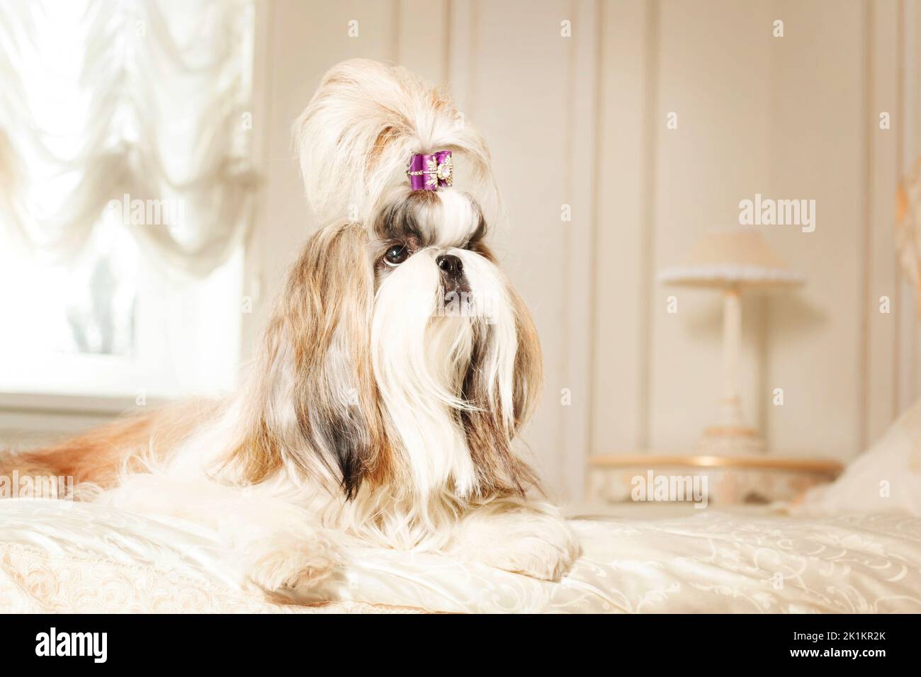 Shih Tzu with long hair in a beautiful classic interior Stock Photo - Alamy