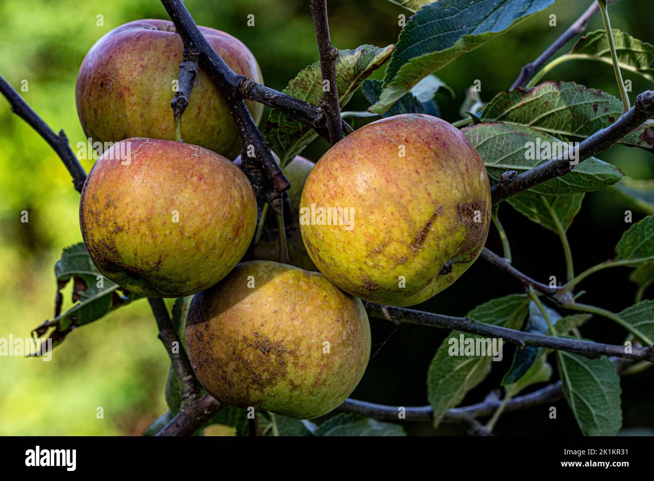 Coxs orange pippin apple, malus domestica, ripening on the tree in ...