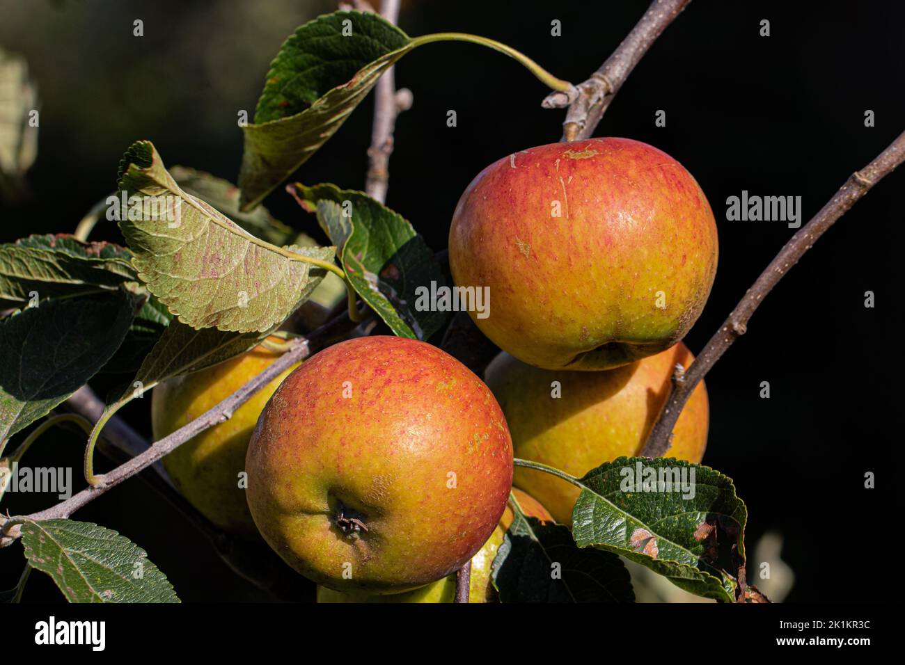 Coxs orange pippin apple, malus domestica, ripening on the tree in ...