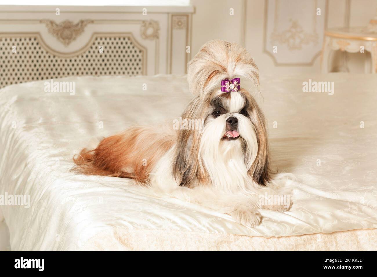 Shih Tzu with long hair in a beautiful classic interior Stock Photo - Alamy