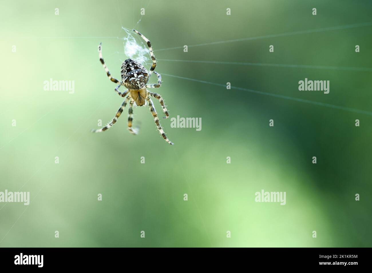 Cross spider in a spider web, lurking for prey. Blurred background. A ...