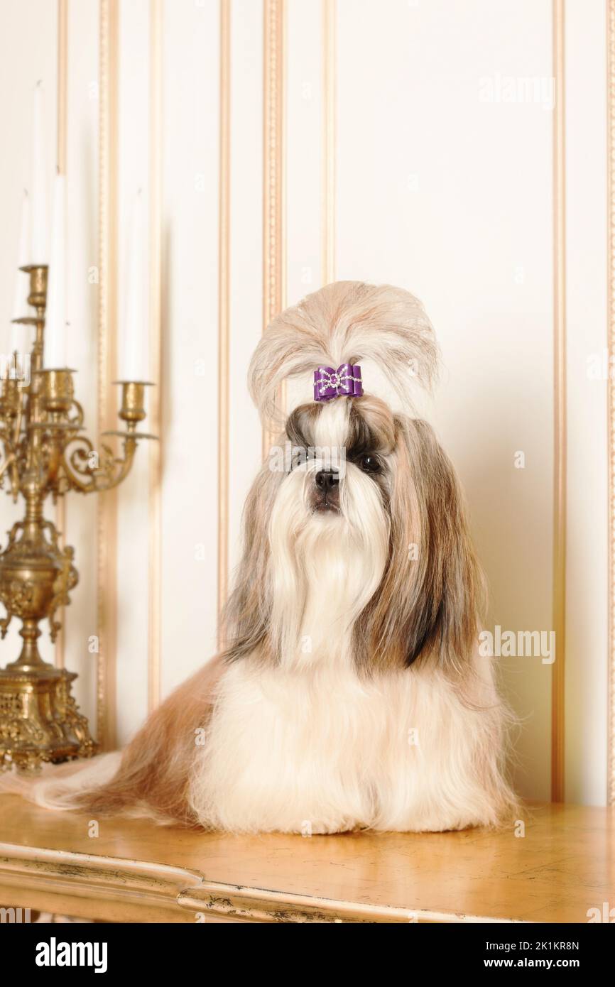 Shih Tzu with long hair in a beautiful classic interior Stock Photo - Alamy