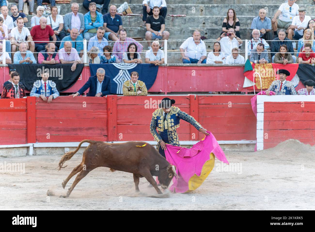 bullfighter capping a steer, heifer bullfight, Inca, Majorca, Balearic ...