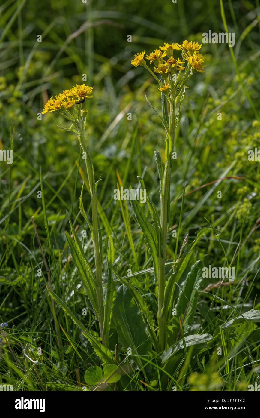 Tephroseris longifolia in limestone grassland, nr Mte Baldo Stock Photo ...