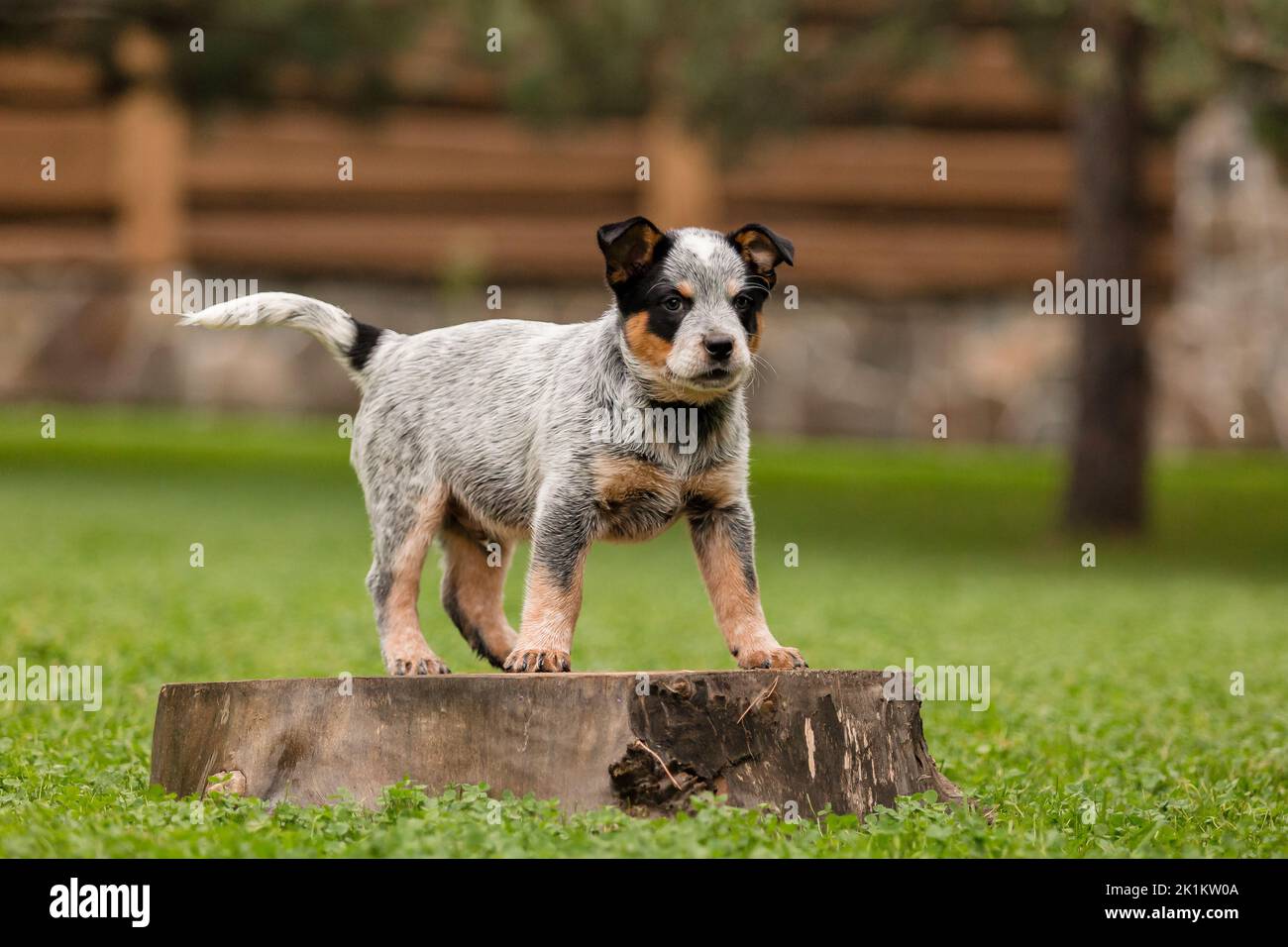 Australian cattle dog puppy outdoor. Puppies on the backyard Stock ...