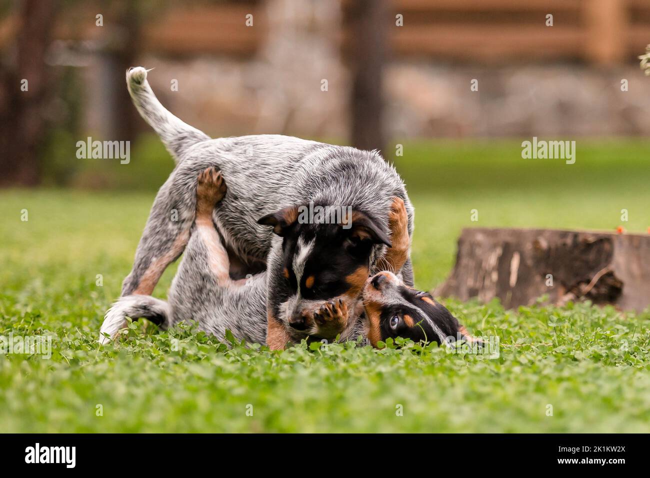 Australian cattle dog puppy outdoor. Puppies on the backyard Stock ...