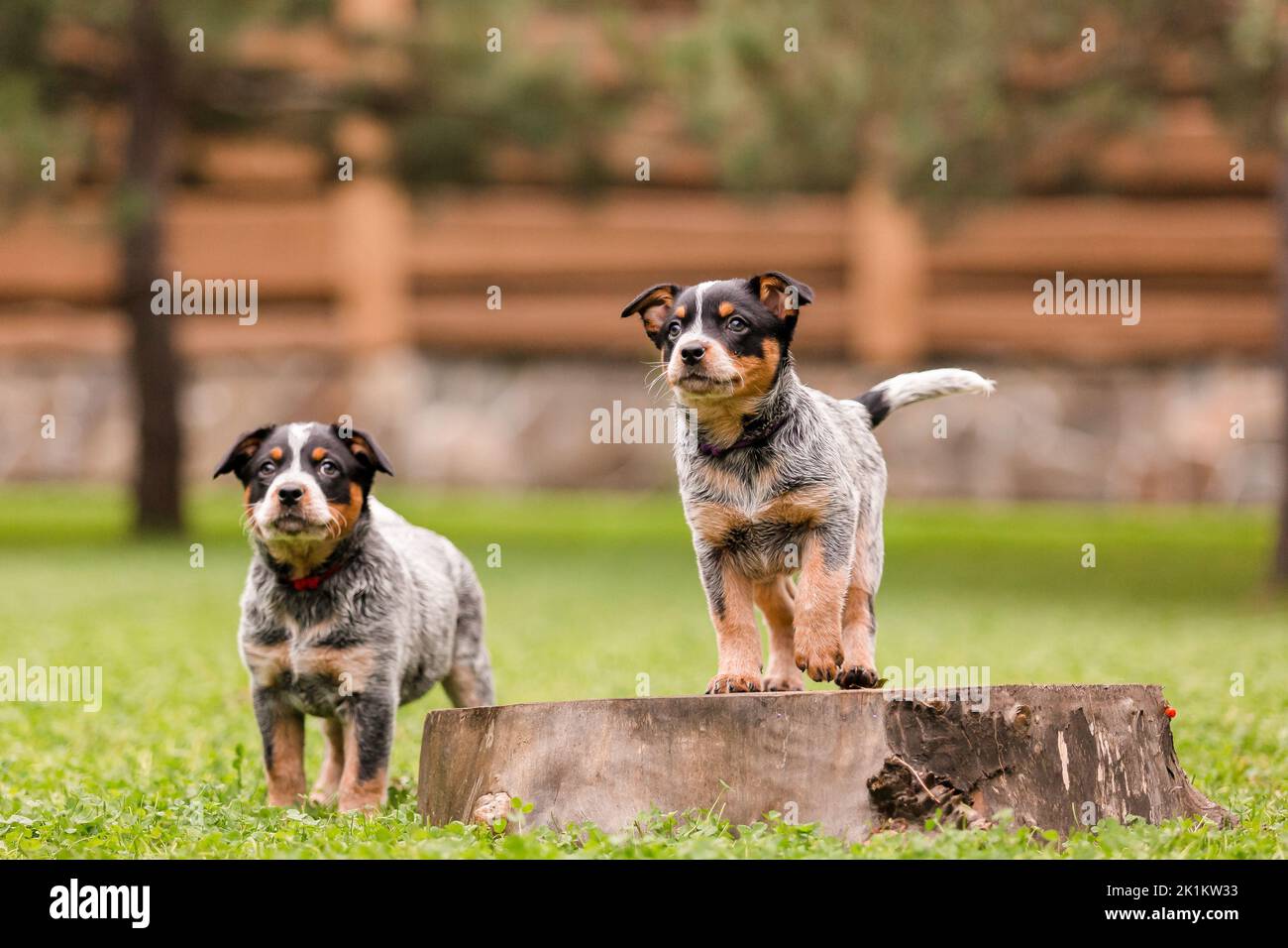 Australian cattle dog puppy outdoor. Puppies on the backyard Stock ...