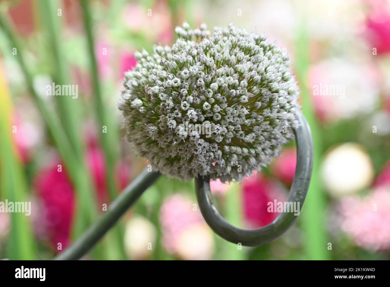 Allium flower in a beautiful flower arrangement Stock Photo - Alamy