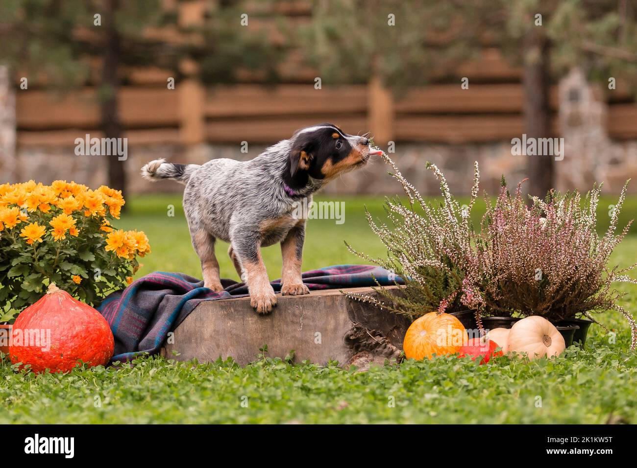 Australian cattle dog puppy outdoor. Puppies on the backyard Stock ...