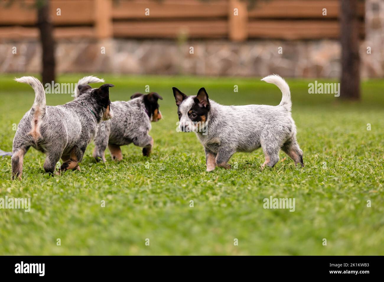 Australian cattle dog hi-res stock photography and images - Alamy