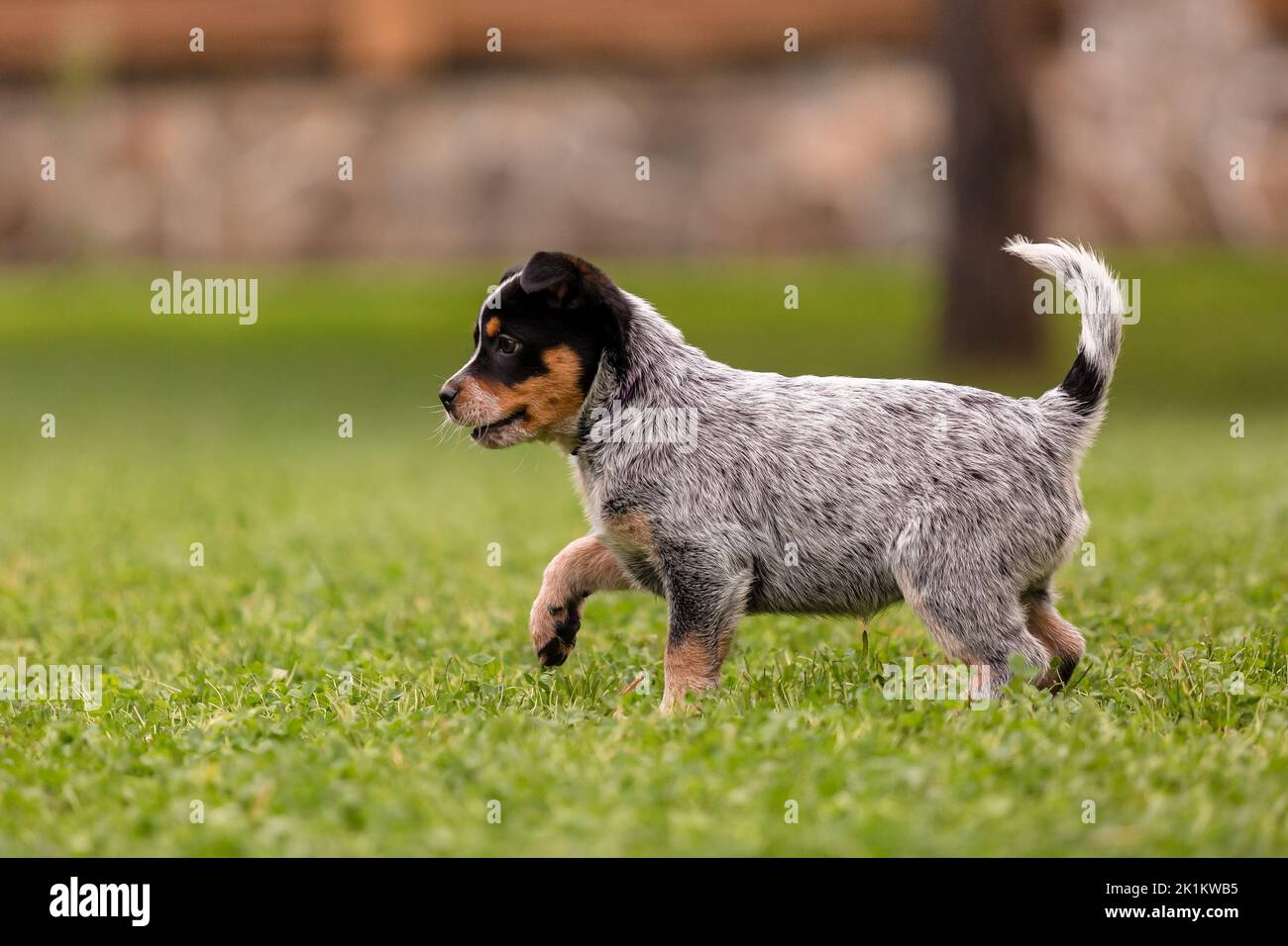 Australian cattle dog puppy outdoor. Puppies on the backyard Stock ...