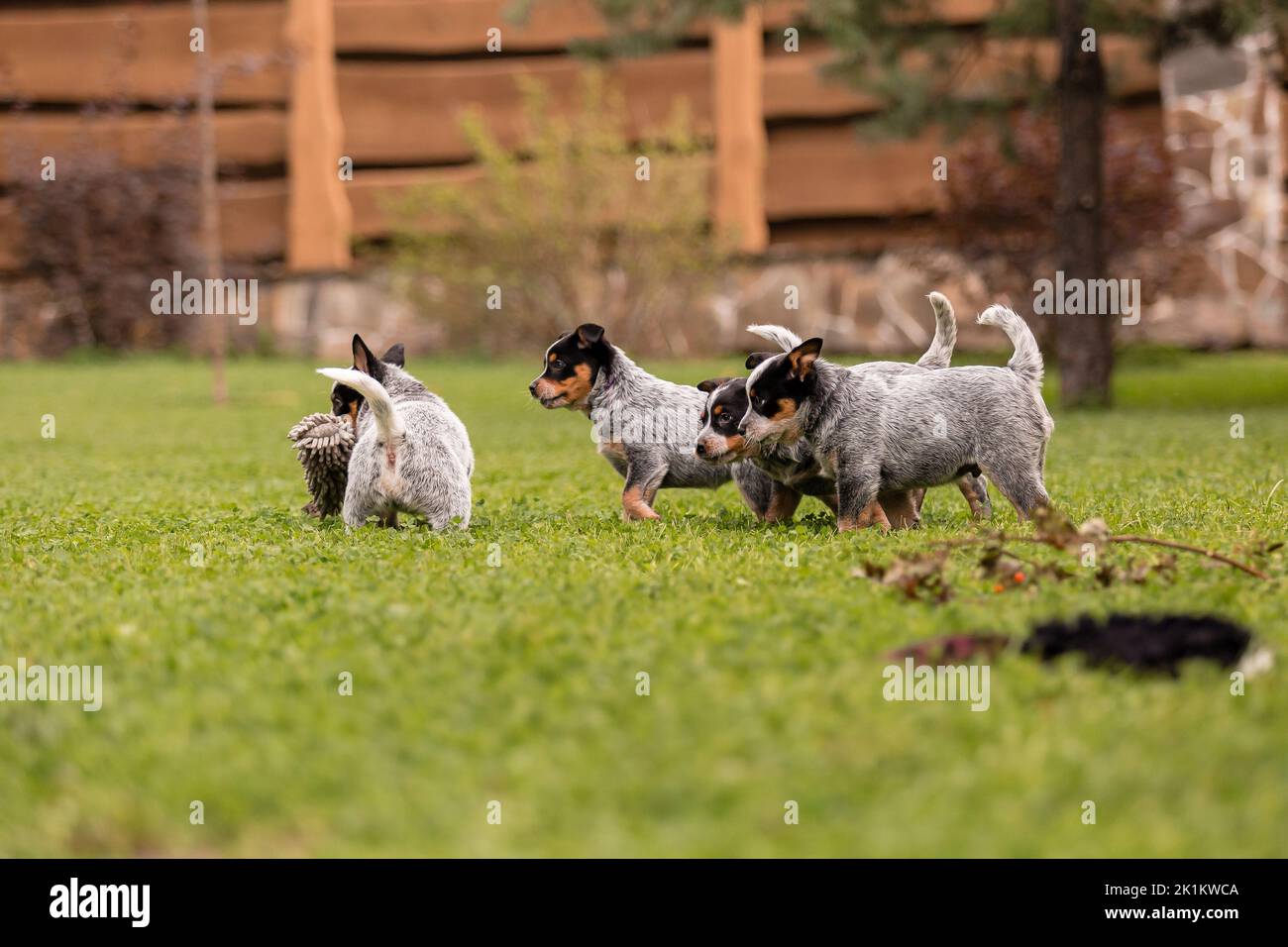Australian cattle dog puppy outdoor. Puppies on the backyard Stock ...