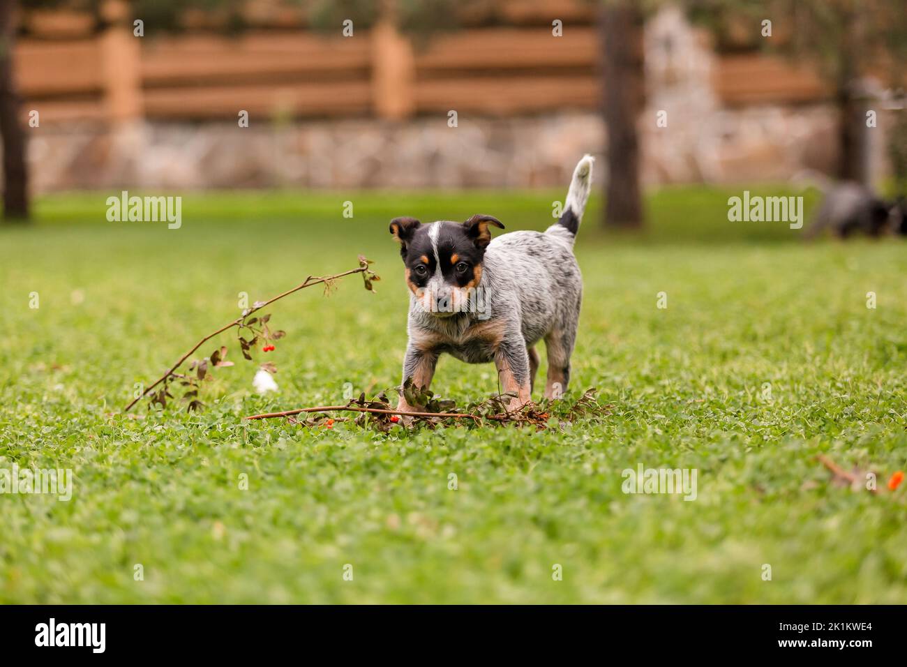 Australian cattle dog puppy outdoor. Puppies on the backyard Stock ...