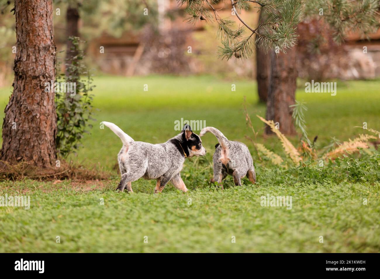 Australian cattle dog puppy outdoor. Puppies on the backyard Stock ...