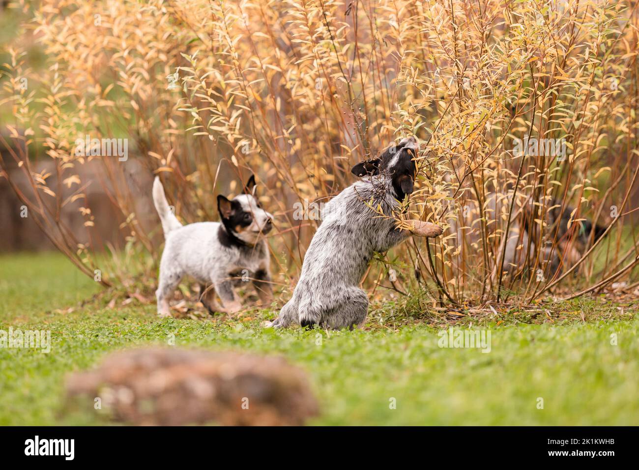 Australian cattle dog puppy outdoor. Puppies on the backyard Stock ...